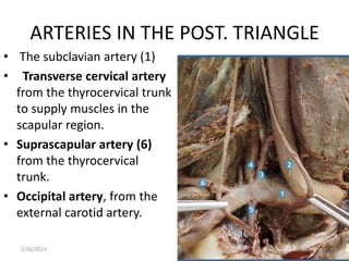 Posterior triangle of neck | PPTX