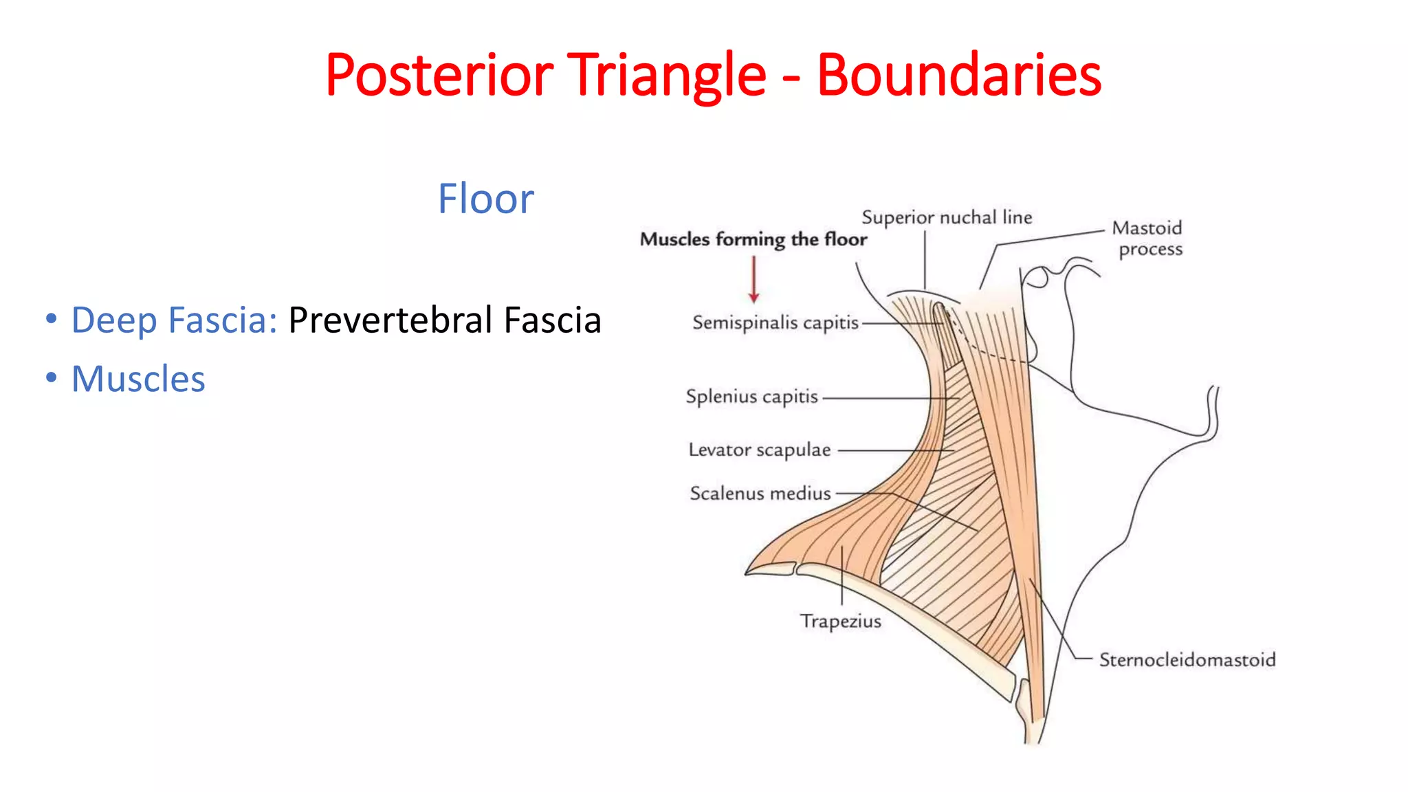 Posterior triangle of neck | PPTX