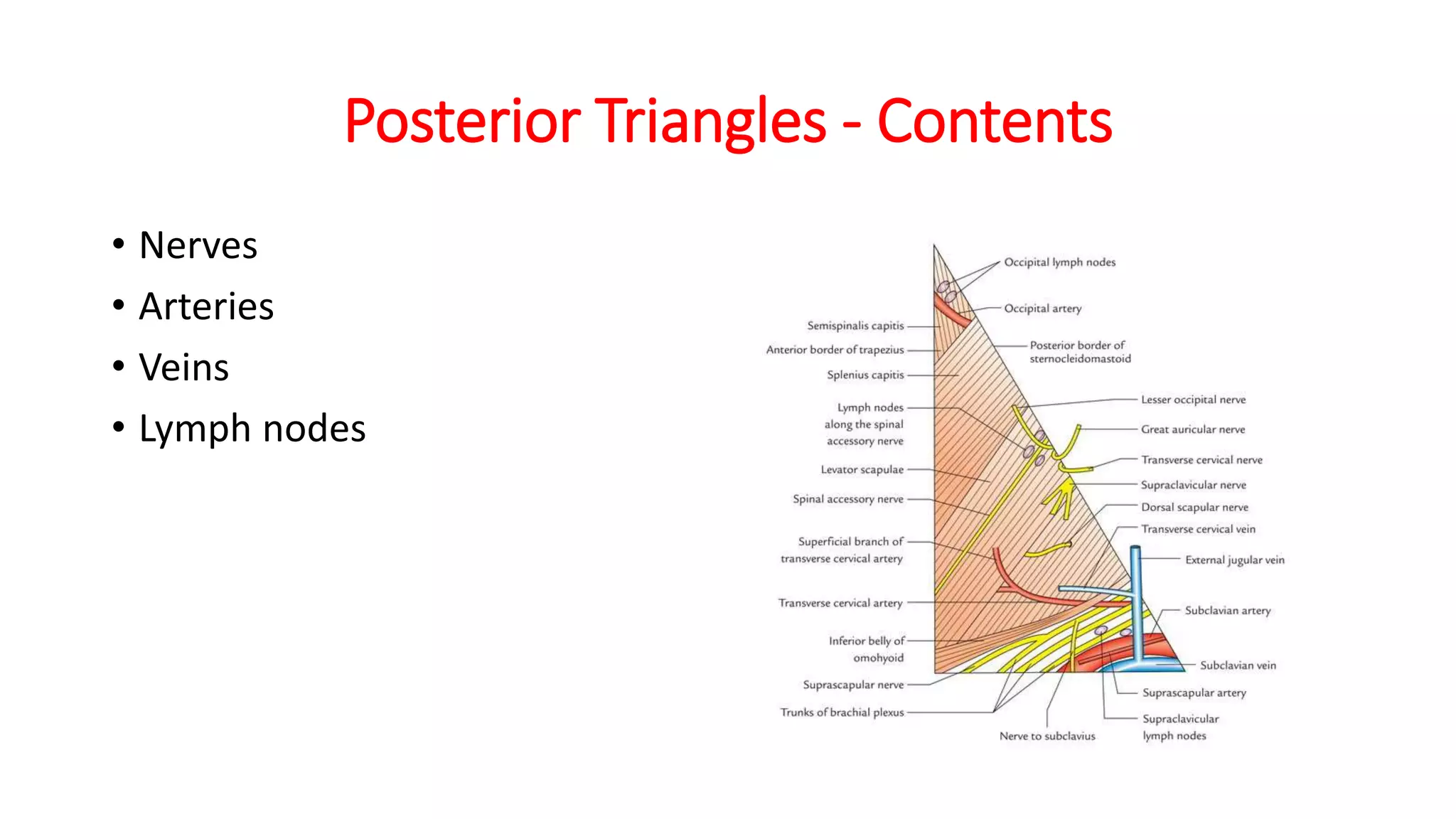Posterior triangle of neck | PPTX