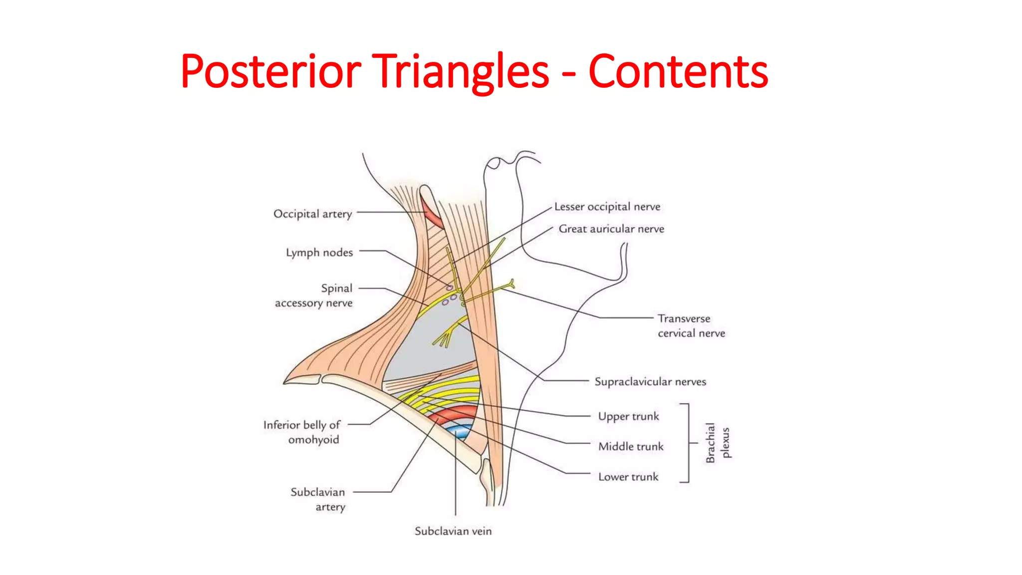 Posterior triangle of neck | PPTX