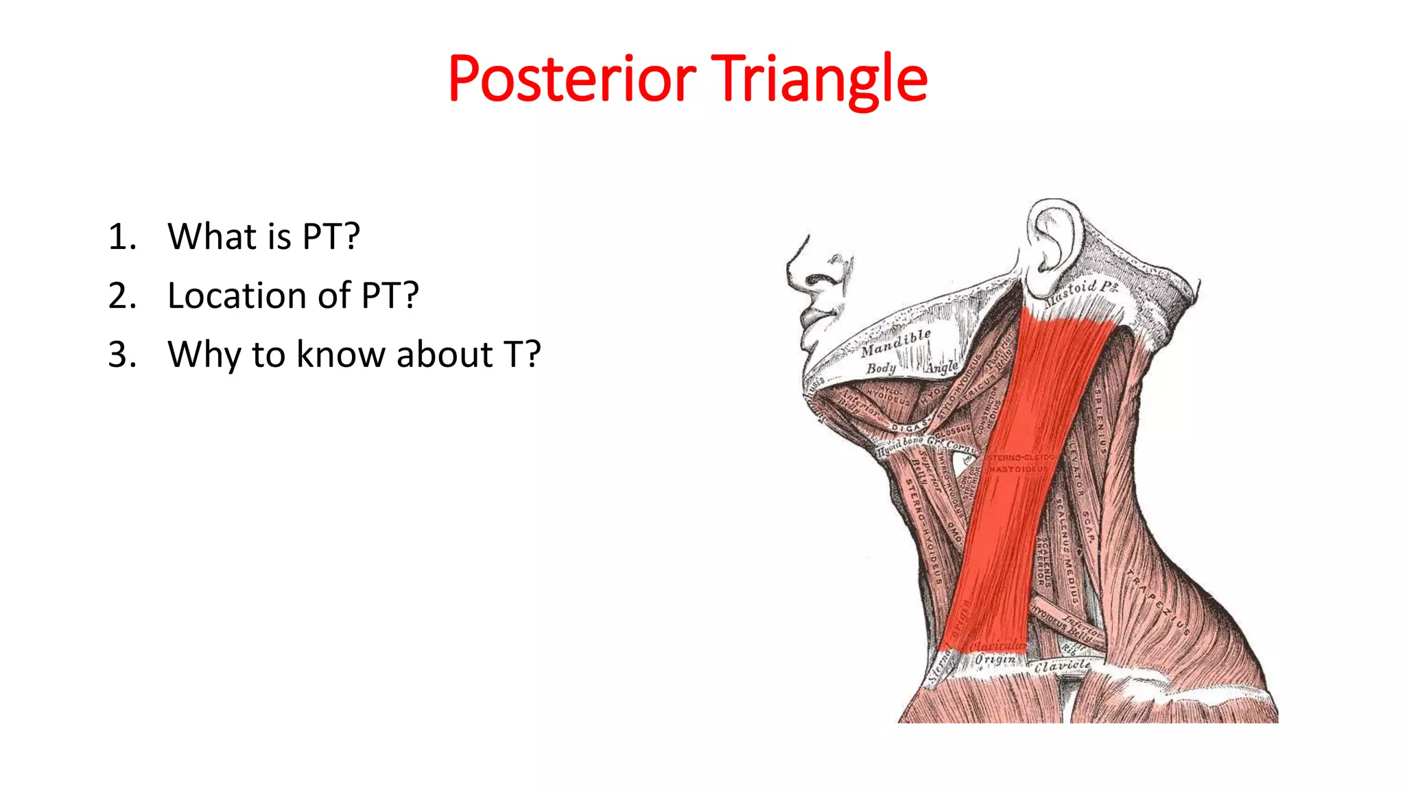 Posterior triangle of neck | PPTX