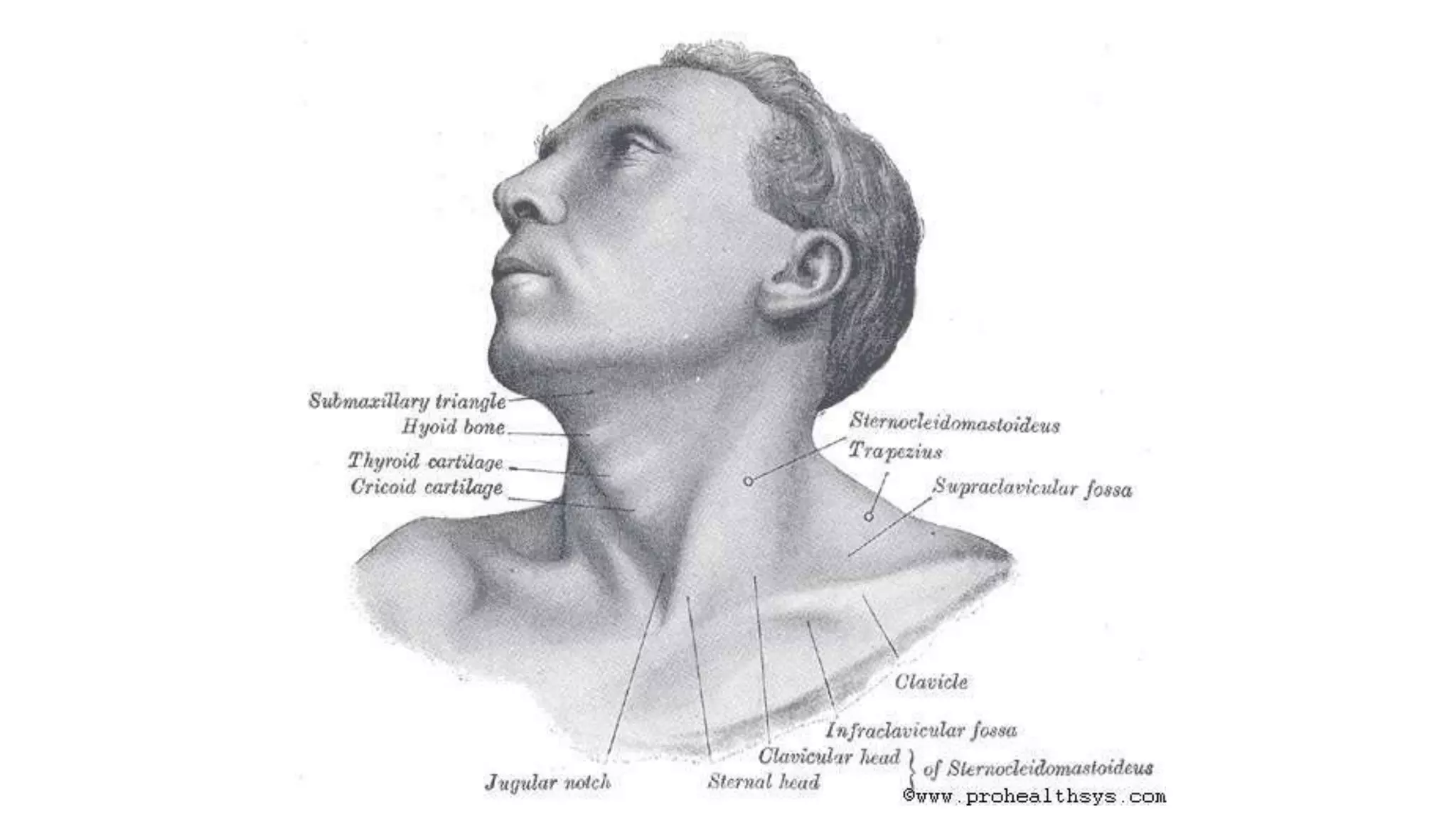 Posterior triangle of neck | PPTX