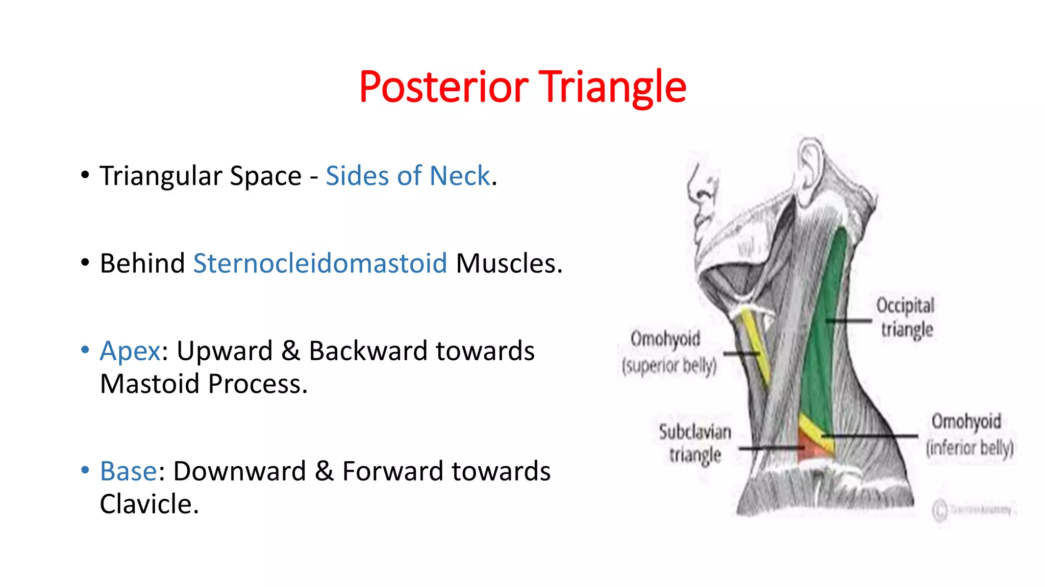 Posterior triangle of neck | PPTX