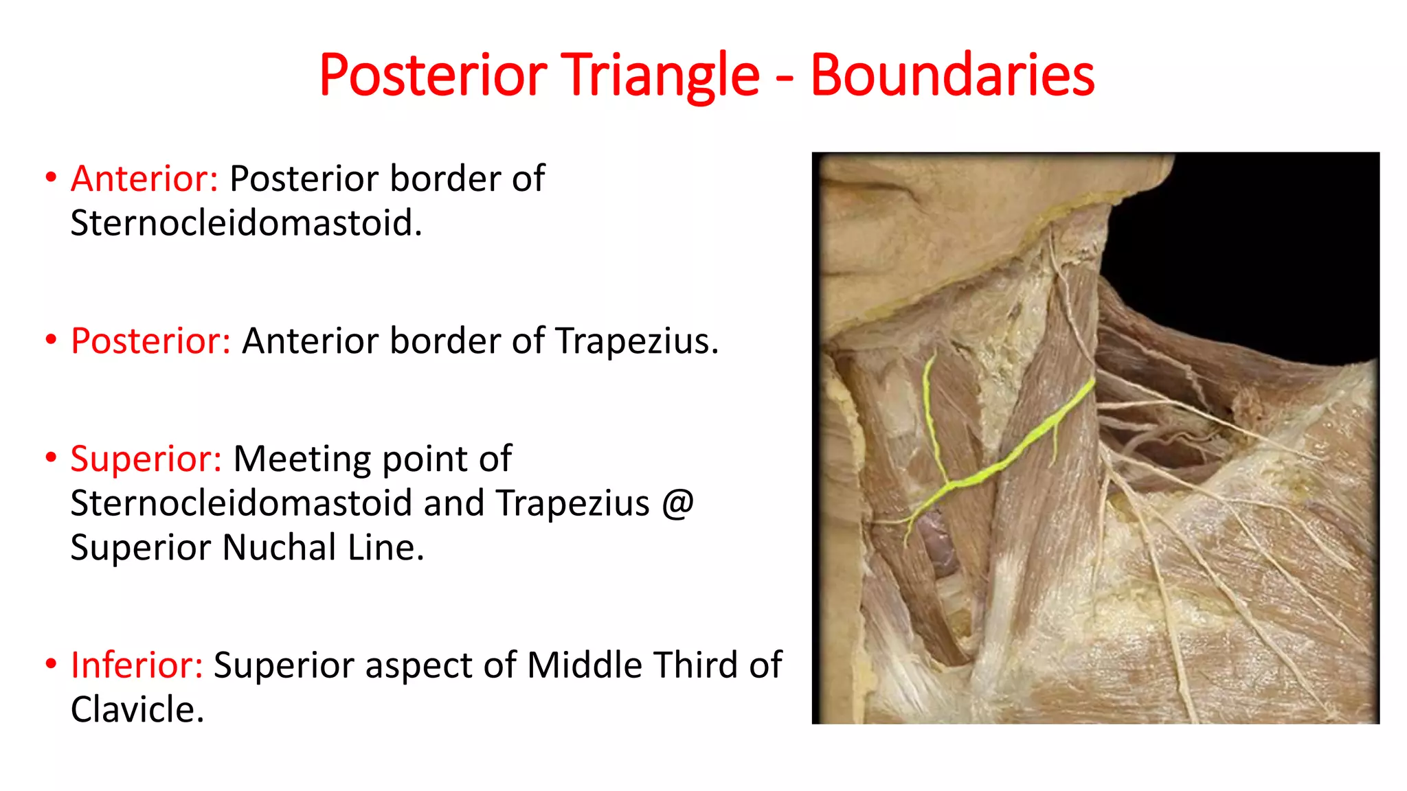 Posterior triangle of neck | PPTX