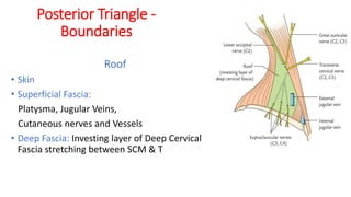 Posterior triangle of neck | PPTX