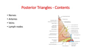 Posterior triangle of neck | PPTX