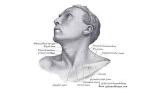 Posterior triangle of neck | PPTX