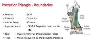 Posterior triangle of neck | PPTX | Death, Injury, or Military Conflict ...