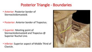 Posterior triangle of neck | PPTX | Death, Injury, or Military Conflict ...