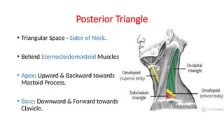 Applied Anatomy of Posterior Triangle of Neck.pptx