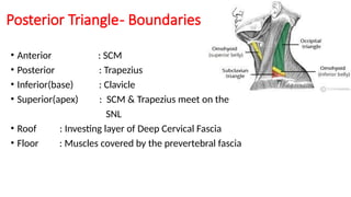 Applied Anatomy of Posterior Triangle of Neck.pptx