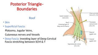 Applied Anatomy of Posterior Triangle of Neck.pptx
