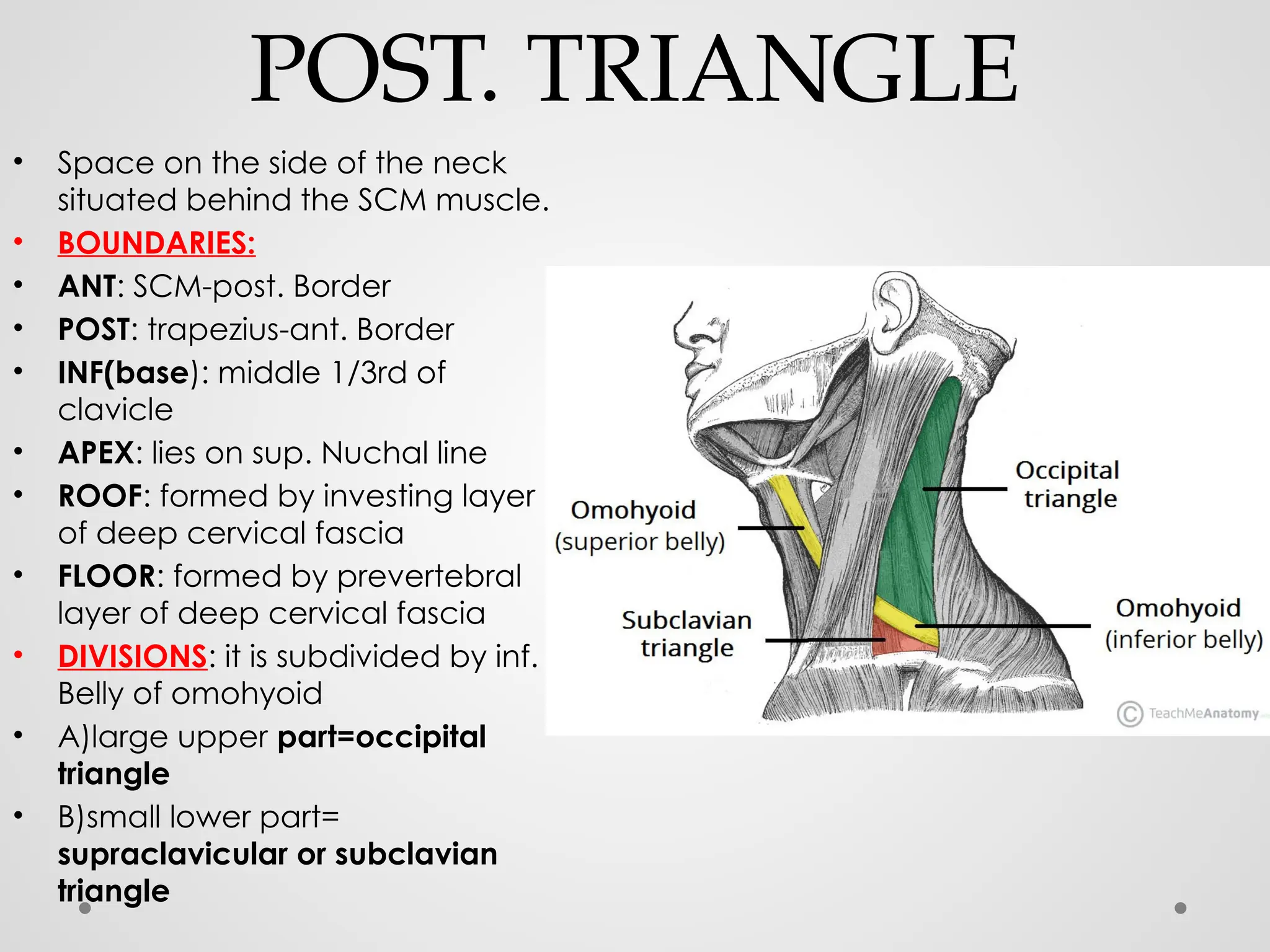 POSTERIOR TRIANGLE OF NECK by Taji Kokhar | PPTX