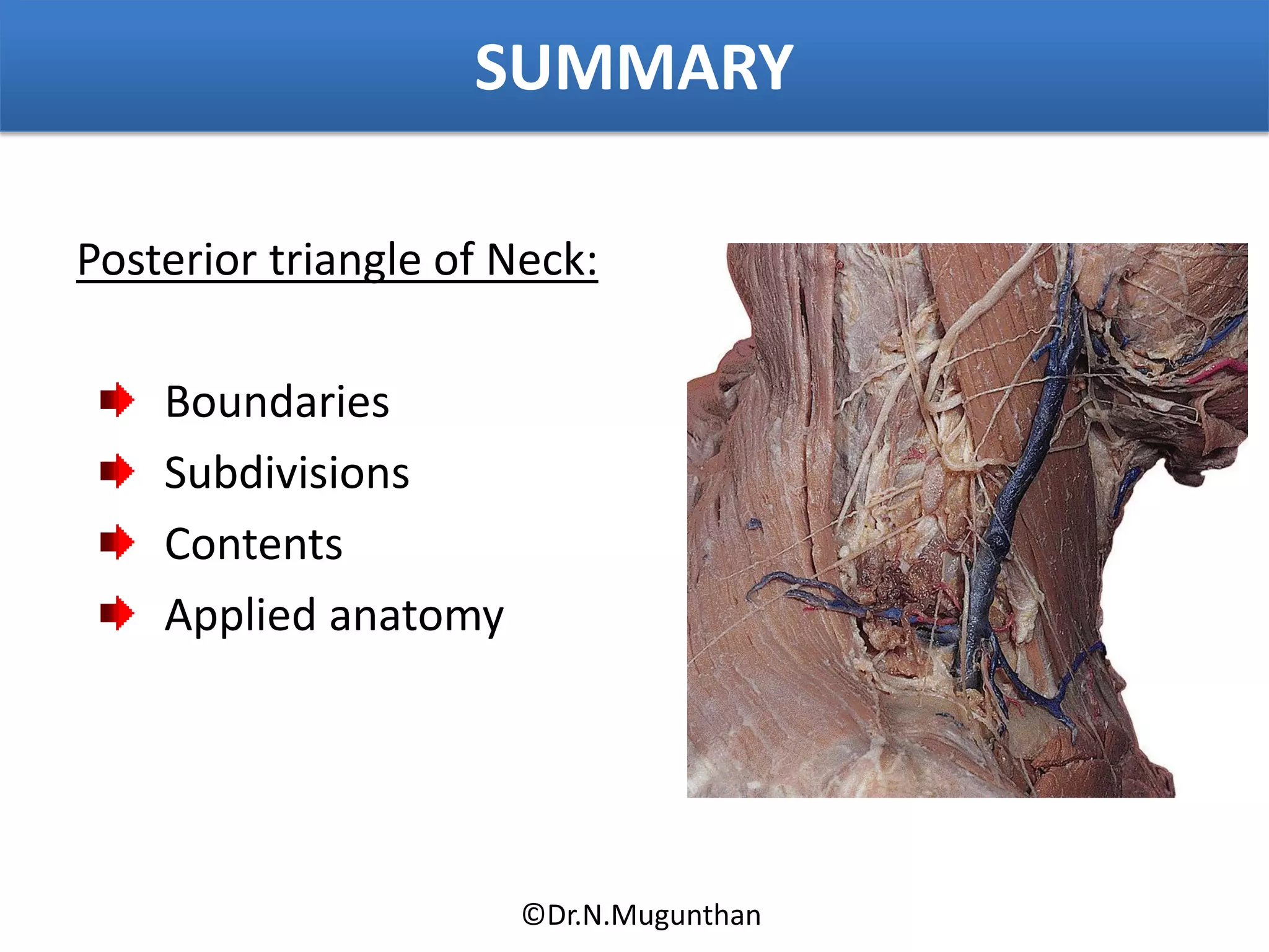Posterior triangle of neck - Powerpoint lecture notes by Dr.N.Mugunthan ...