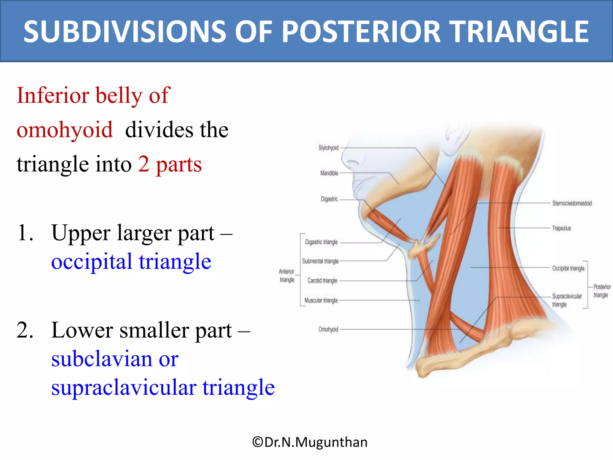 Supraclavicular Triangle