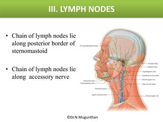 Posterior triangle of neck - Powerpoint lecture notes by Dr.N.Mugunthan ...