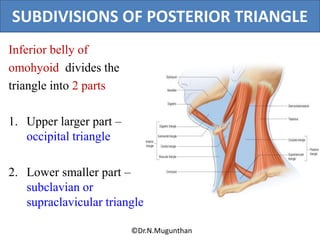 Posterior triangle of neck - Powerpoint lecture notes by Dr.N.Mugunthan ...