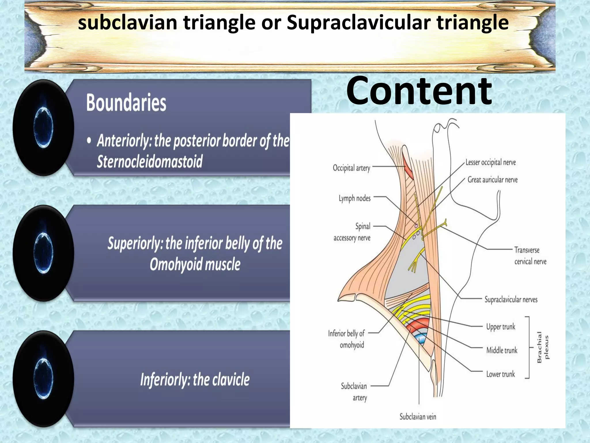 Posterior triangle of neck | PDF