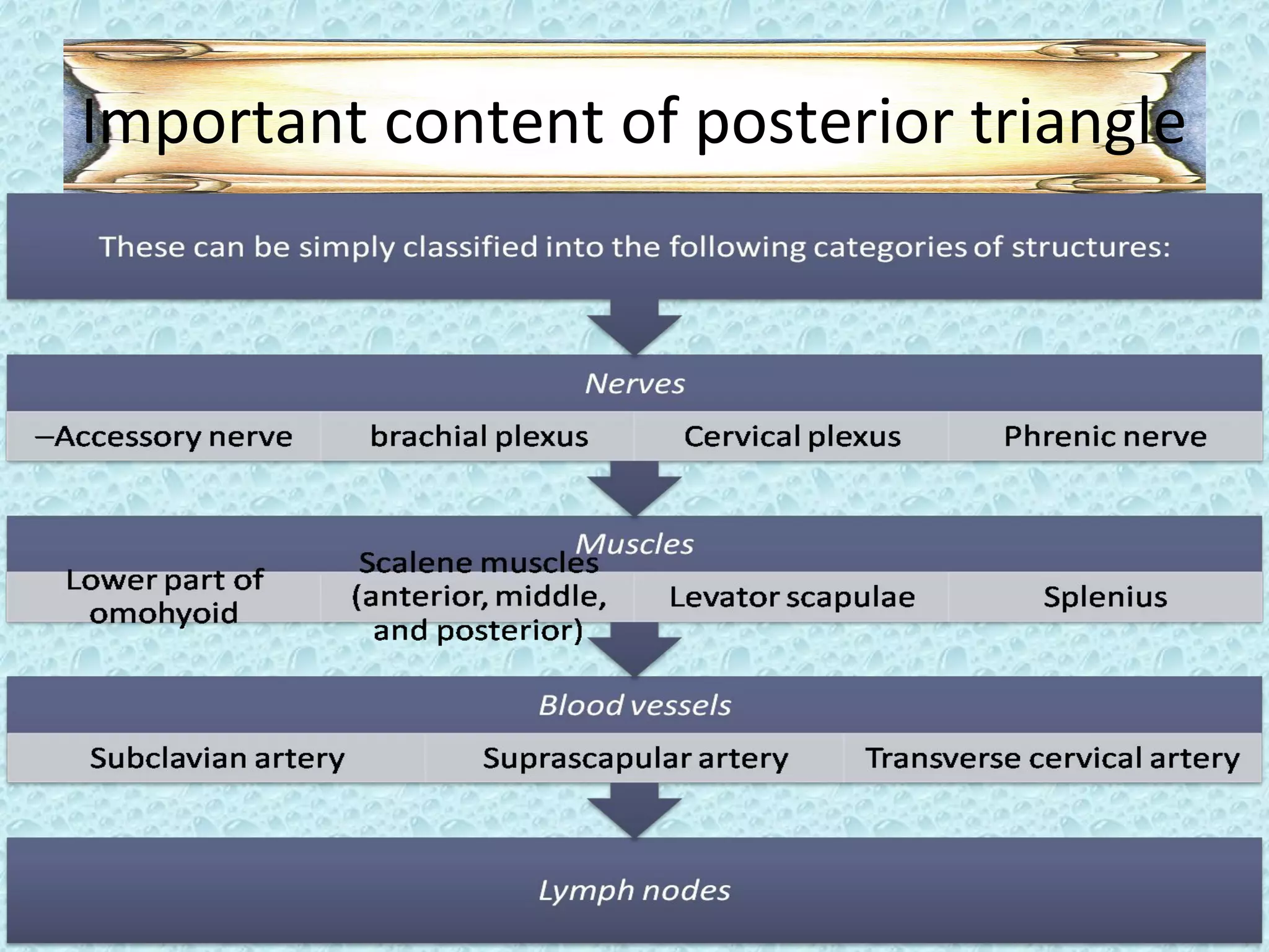Posterior triangle of neck | PDF | Death, Injury, or Military Conflict | Sensitive Topics