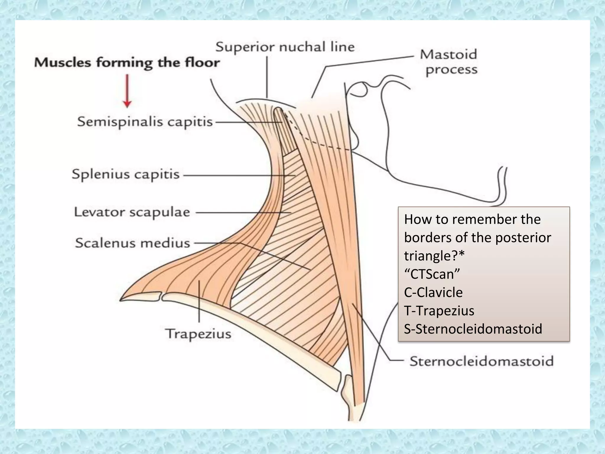 Posterior triangle of neck | PDF