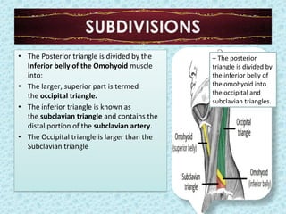 Posterior triangle of neck | PDF