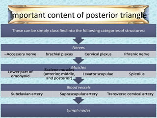 Posterior triangle of neck | PDF | Death, Injury, or Military Conflict ...