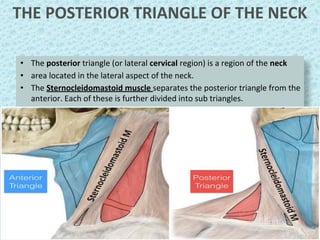 Posterior triangle of neck | PDF | Death, Injury, or Military Conflict ...