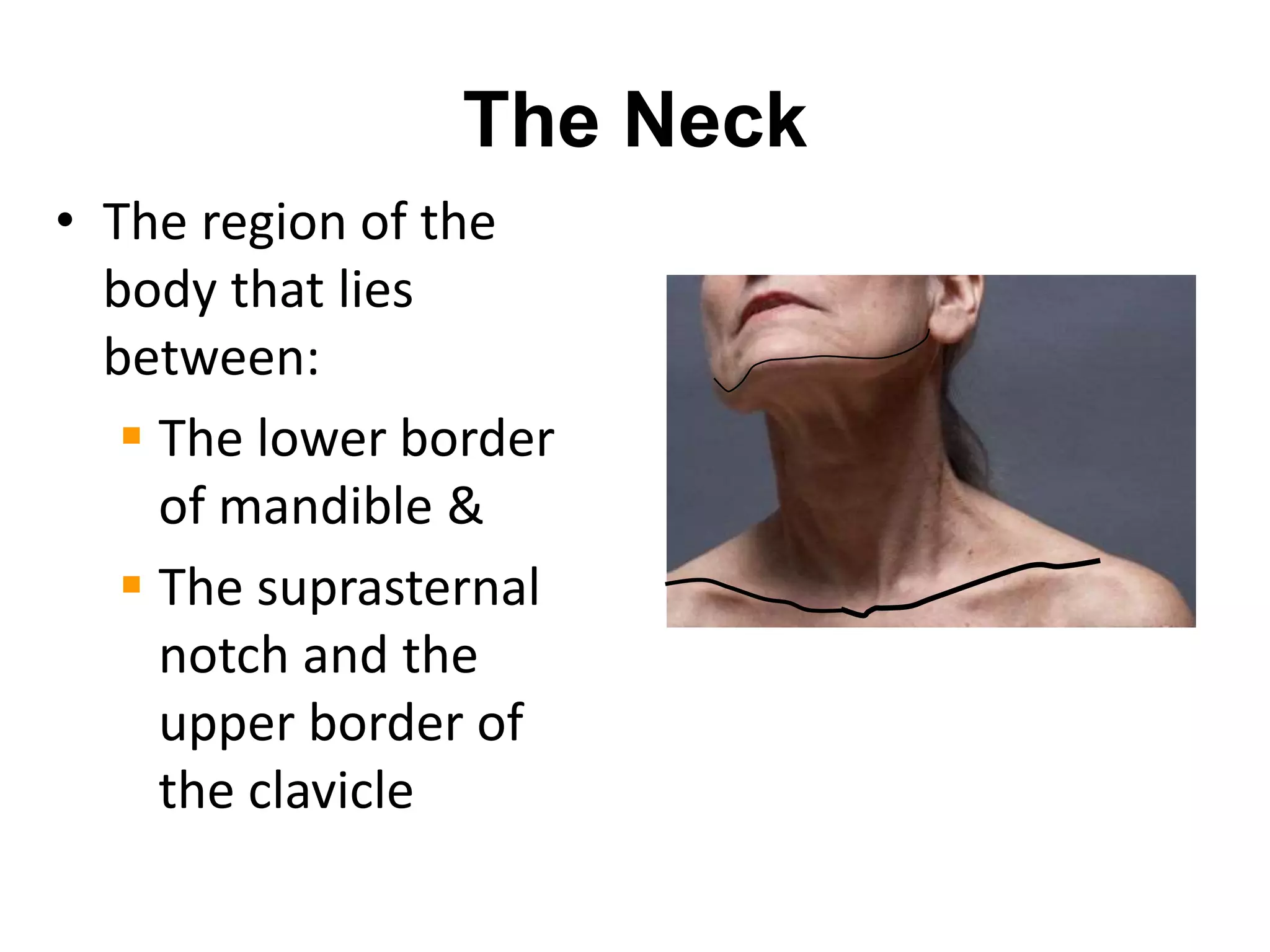 posteriortriangleoftheneck-pdf | PDF