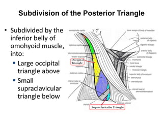 posteriortriangleoftheneck-pdf | PDF