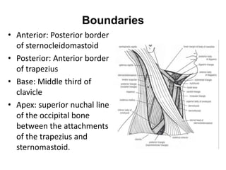 posteriortriangleoftheneck-pdf | PDF