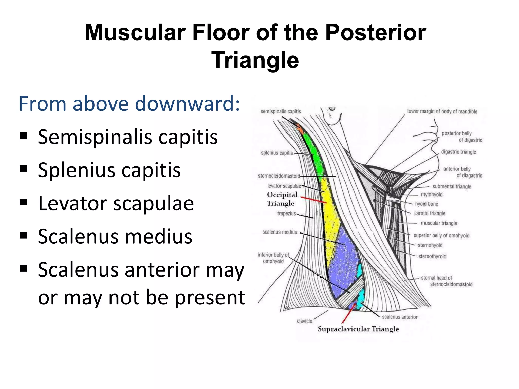 Posterior triangle of the neck | PPTX