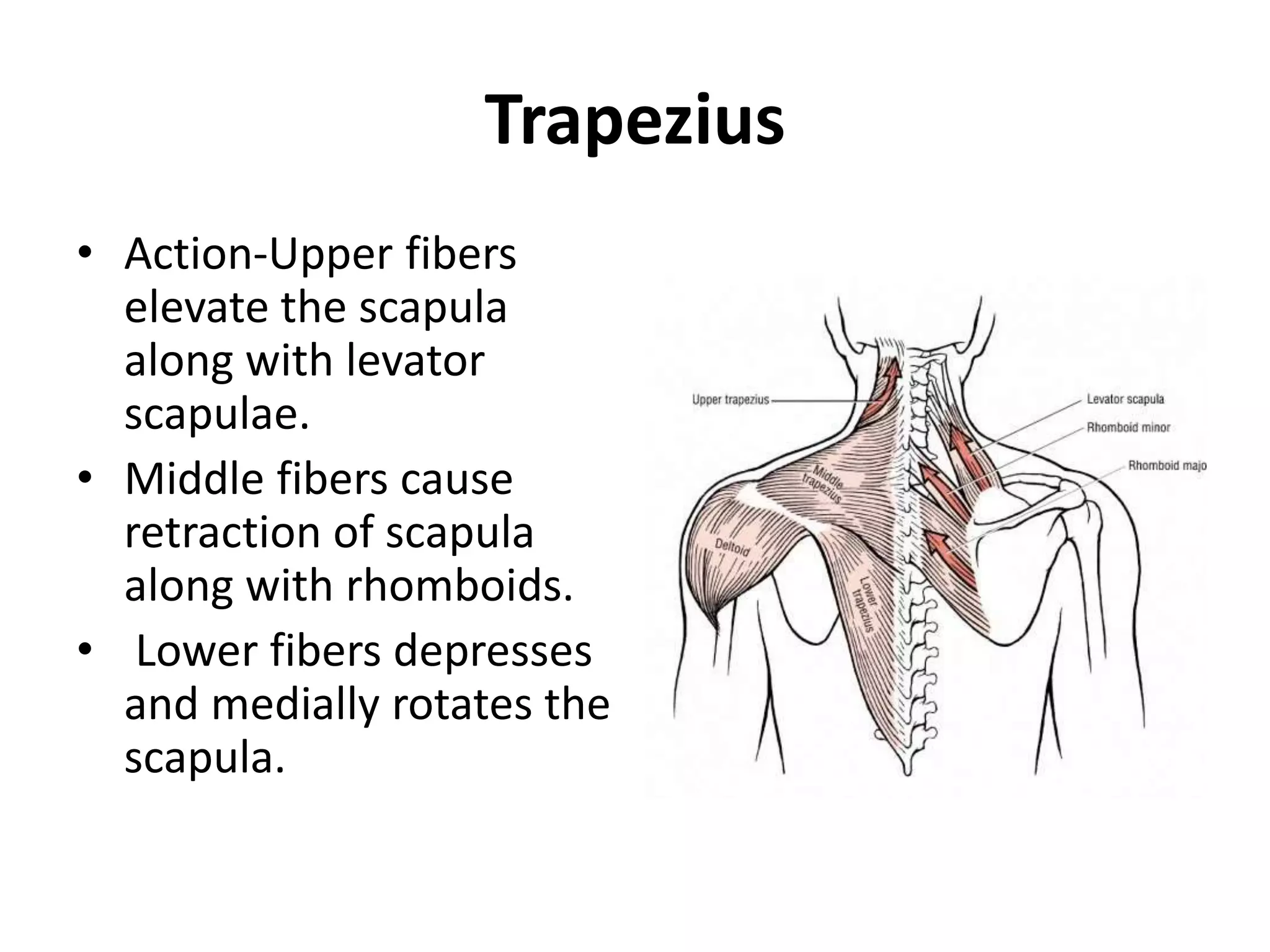 Posterior triangle of the neck | PPTX