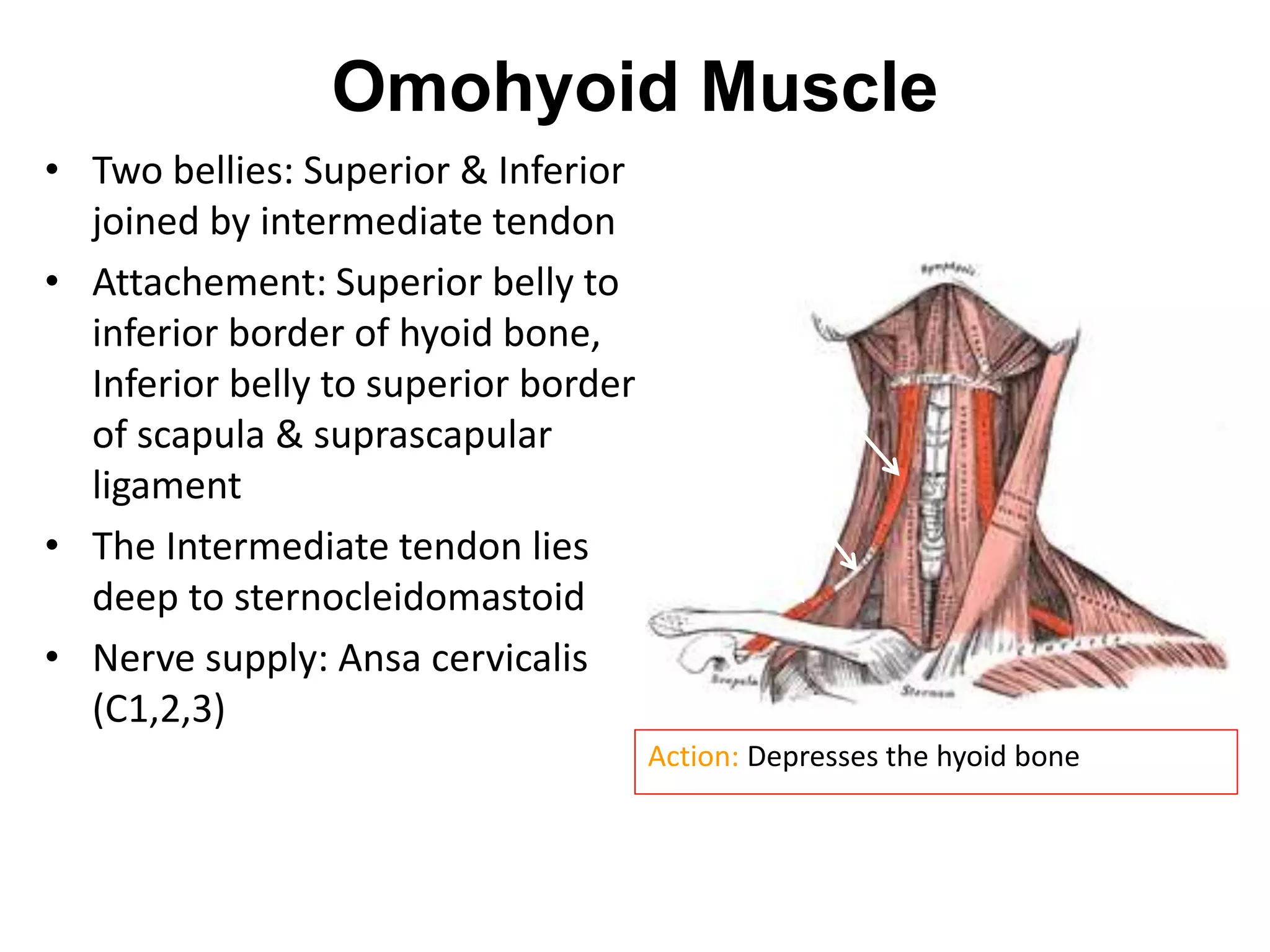 Posterior triangle of the neck | PPTX