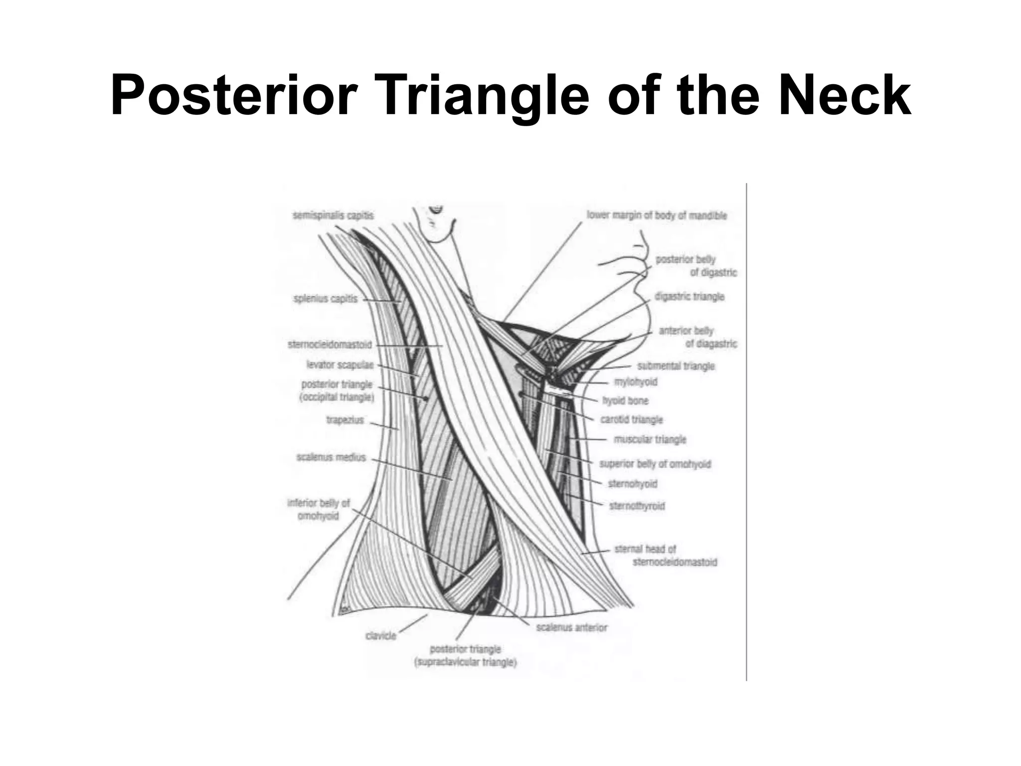 Posterior triangle of the neck | PPTX