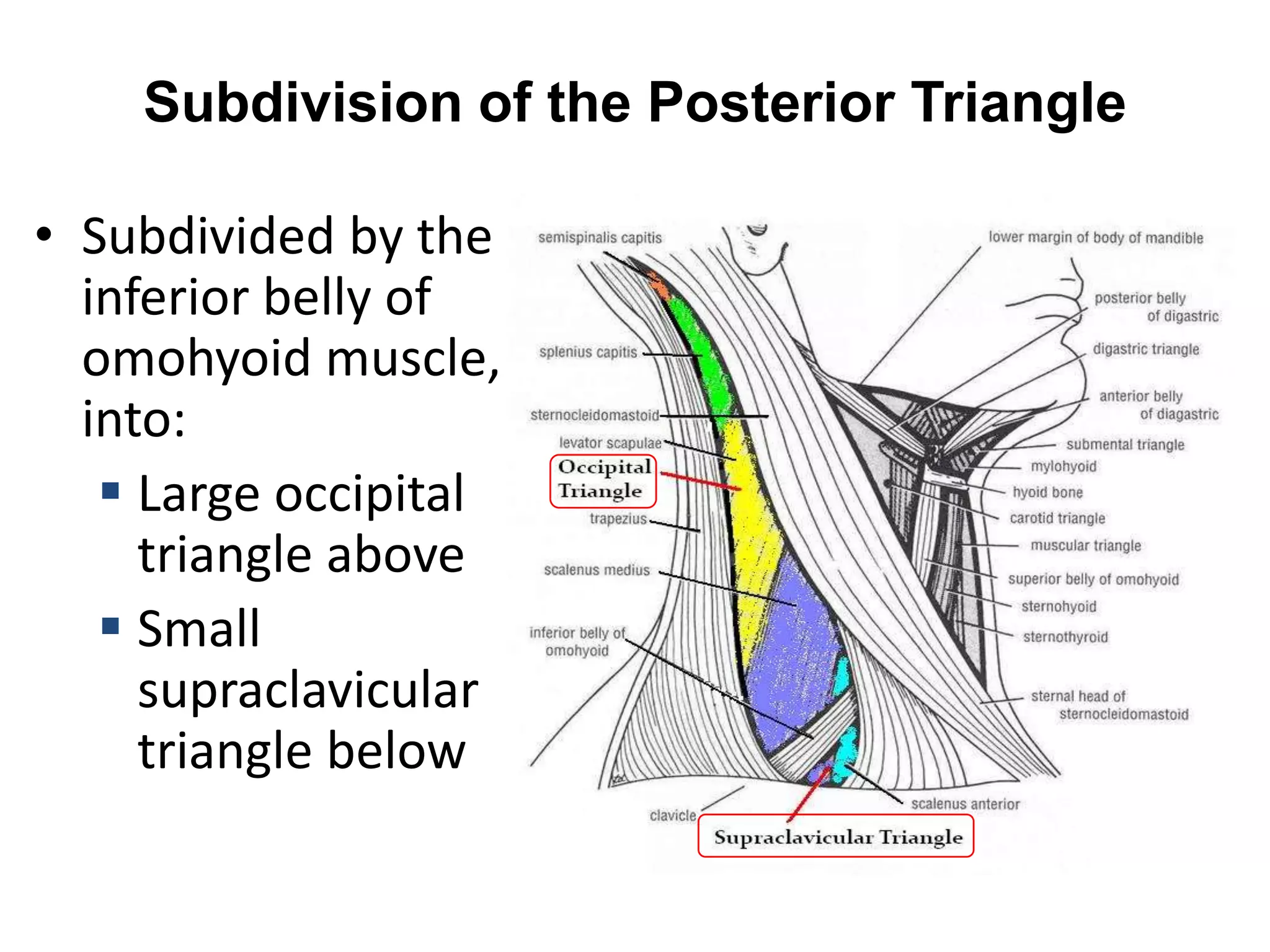 Posterior triangle of the neck | PPTX