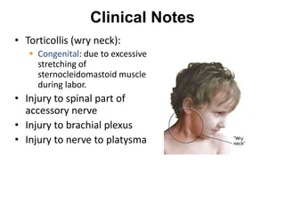 Posterior triangle of the neck | PPTX