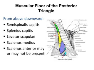 Posterior Triangle Of Neck Brachial Plexus