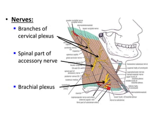 Occipital Artery Posterior Triangle