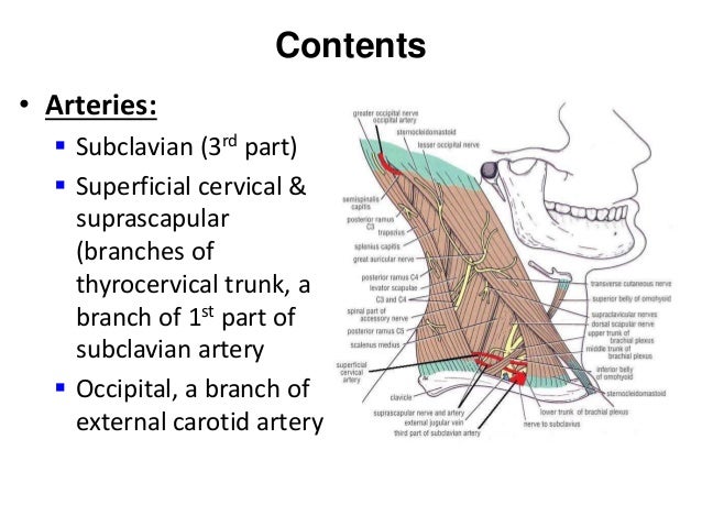 Posterior triangle of the neck