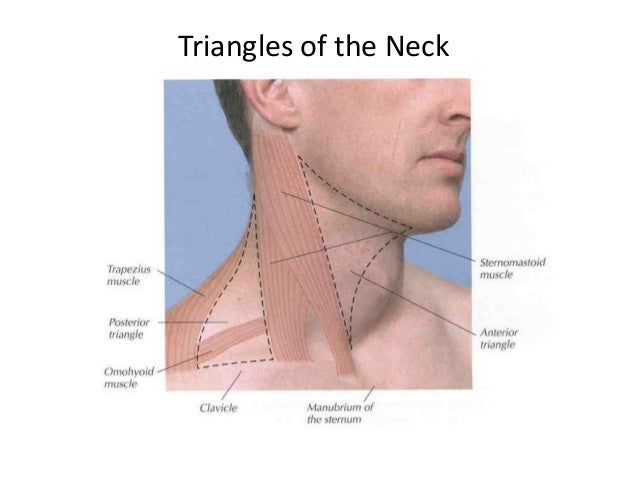 Posterior triangle of the neck