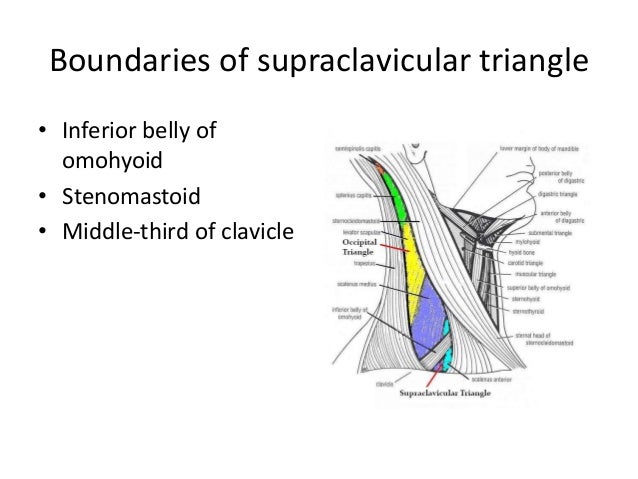 Left Axillary Artery