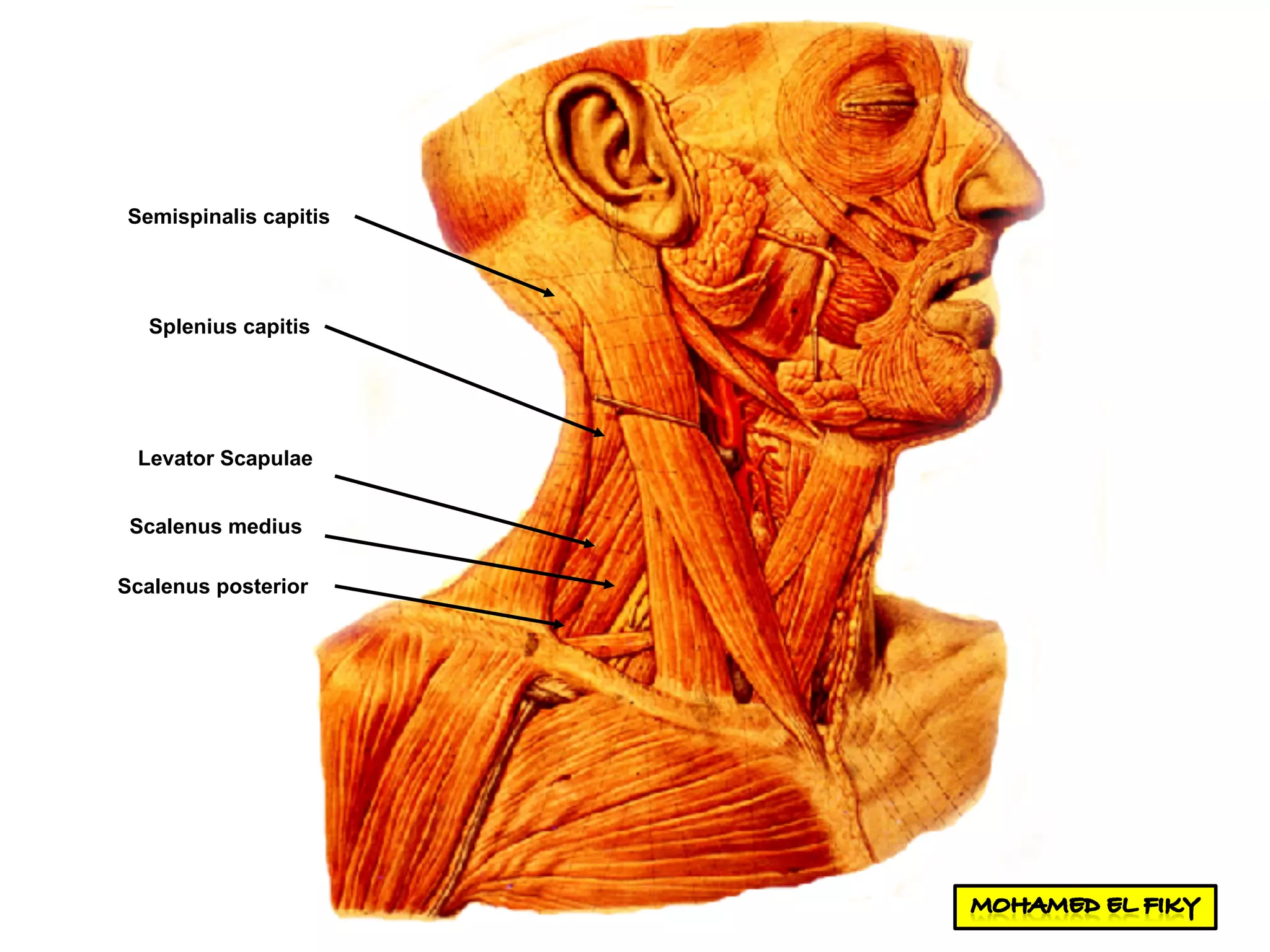 Posterior triangle of the neck | PDF