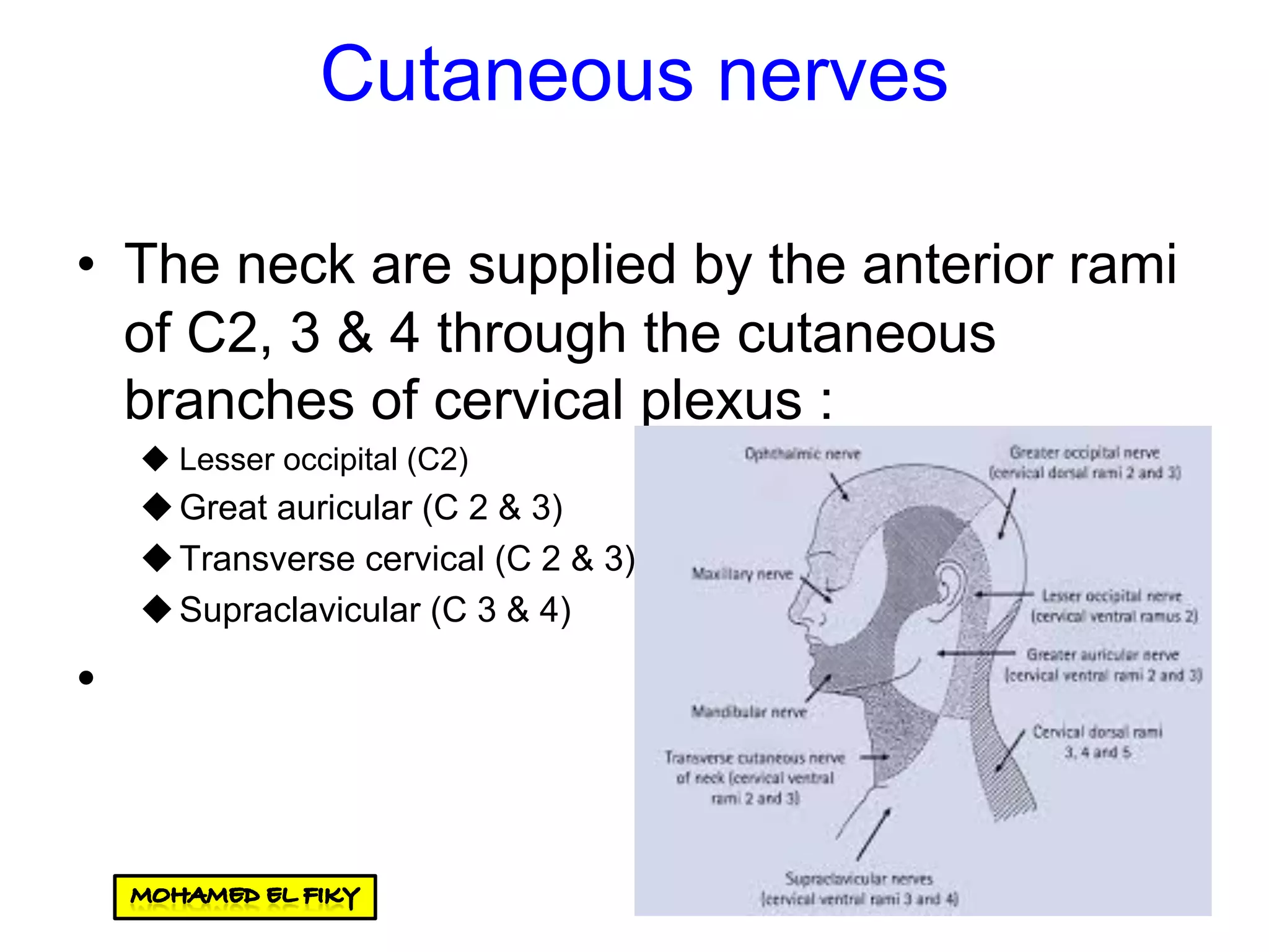 Posterior triangle of the neck | PDF