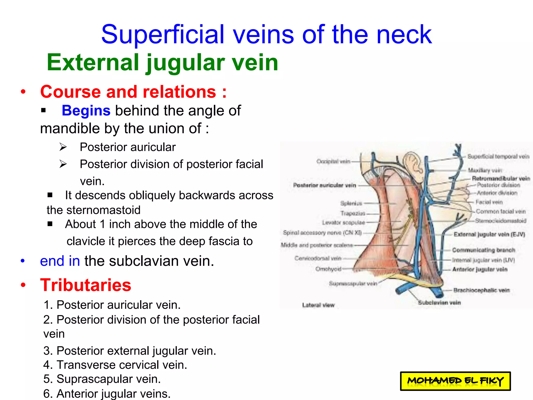 Posterior triangle of the neck | PDF