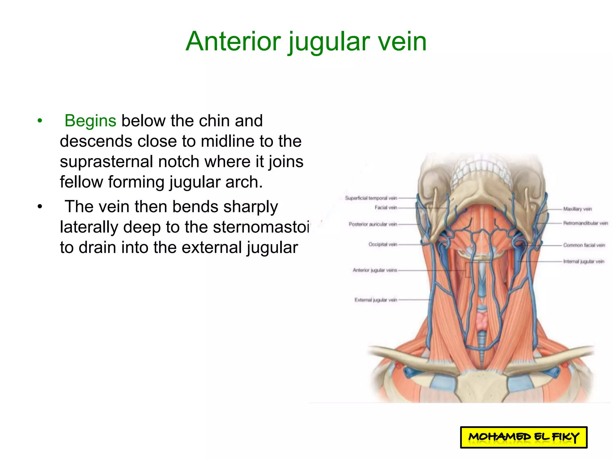 Posterior triangle of the neck | PDF