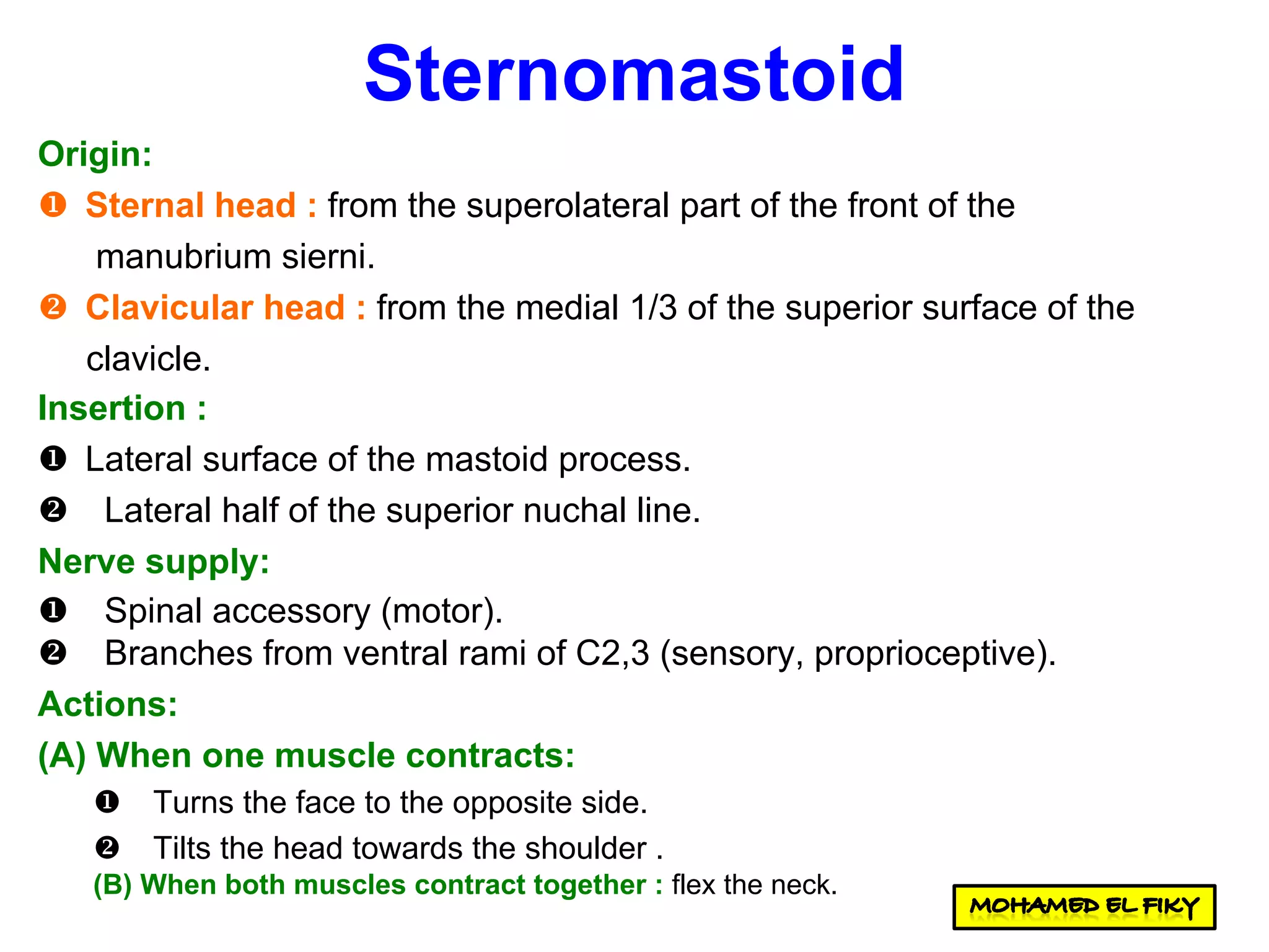 Posterior triangle of the neck | PDF