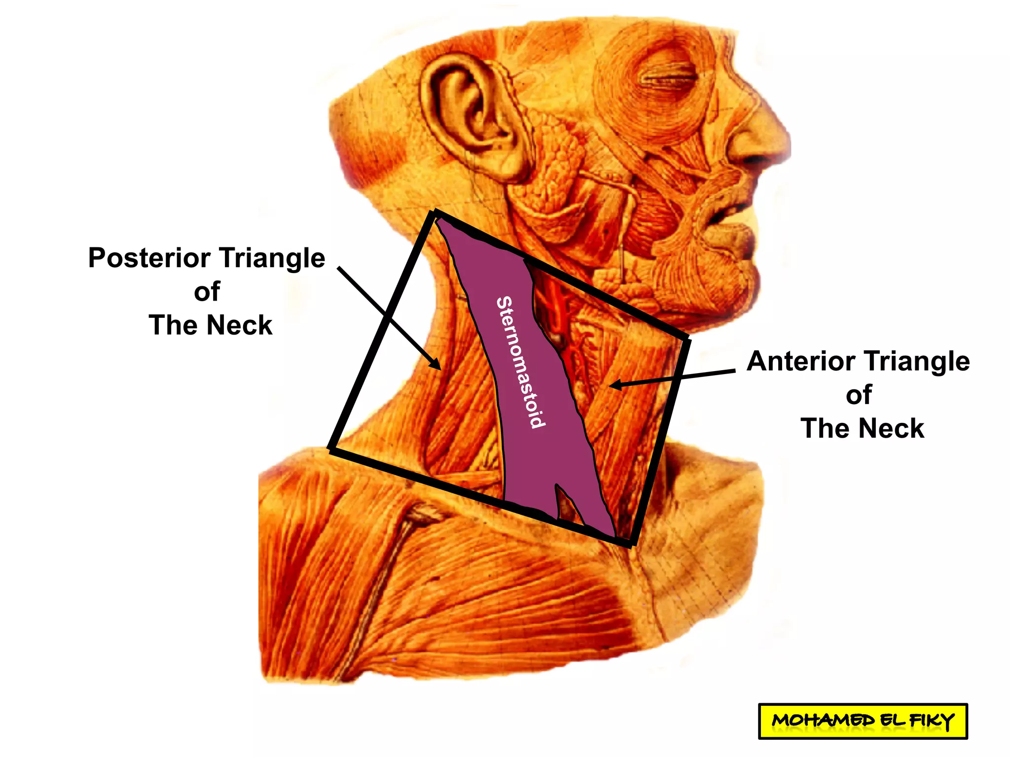 Posterior triangle of the neck | PDF