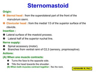 Posterior triangle of the neck | PDF