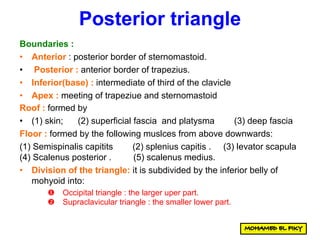 Posterior triangle of the neck | PDF