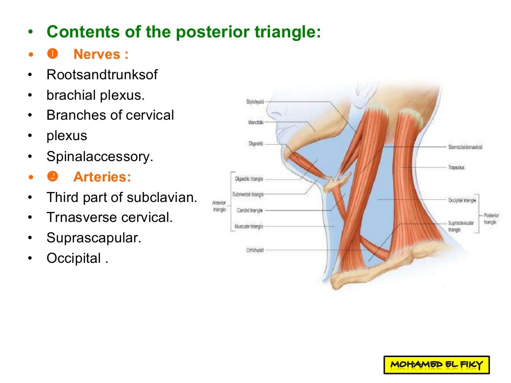 Posterior triangle of the neck